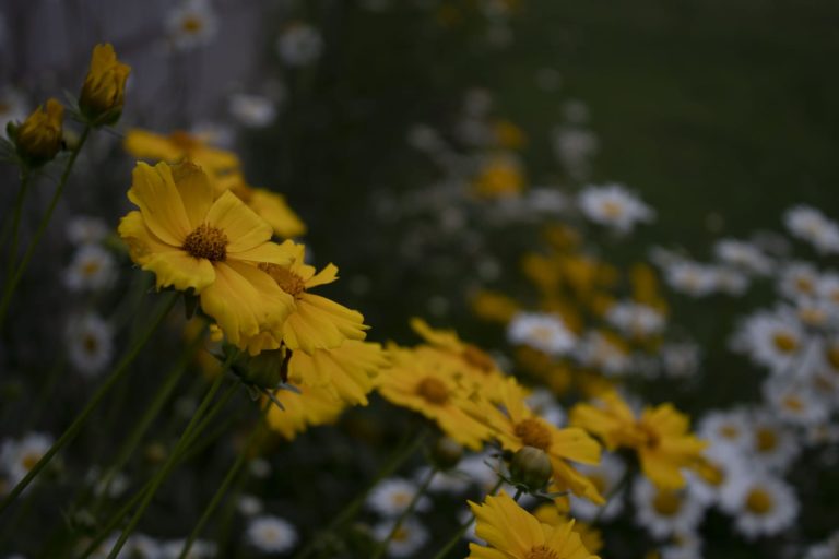 Our Surrounding – Royal Spring