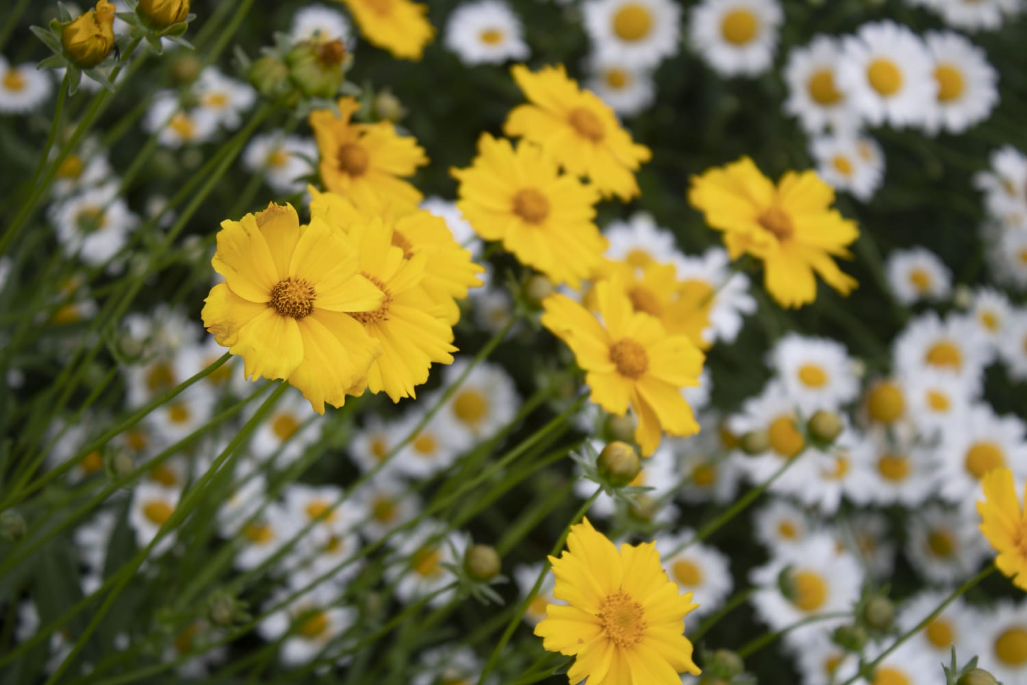 Our Surrounding – Royal Spring